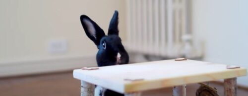 Can Rabbits Climb Trees, Fences, Walls, and Stairs? {How High ...