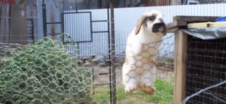 Can Rabbits Climb Trees, Fences, Walls, and Stairs? {How High ...
