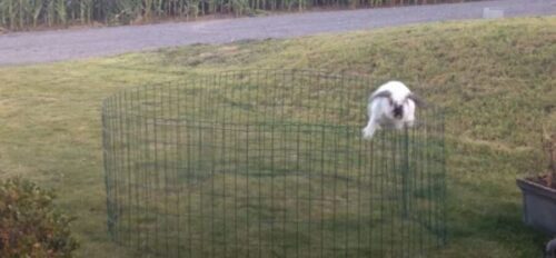 Can Rabbits Climb Trees, Fences, Walls, and Stairs? {How High ...