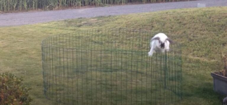 Can Rabbits Climb Trees, Fences, Walls, and Stairs? {How High ...