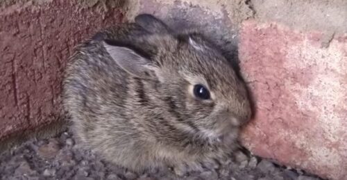 Do Rabbits Cry? {What It Means and How You Can Help} - Pocket Pet Central