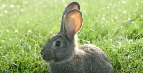 What Smells Do Rabbits Hate? {Liked vs. Disliked Smells} - Pocket Pet ...