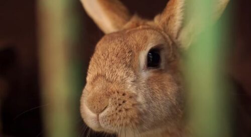 What Smells Do Rabbits Hate? {Liked vs. Disliked Smells} - Pocket Pet ...