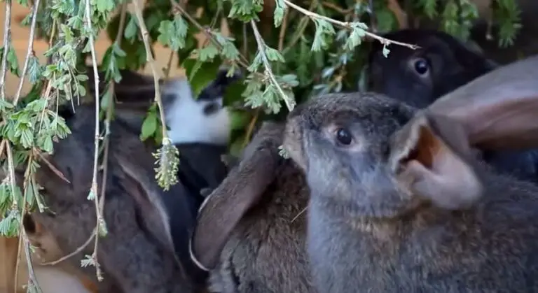 Can Rabbits Eat Lavender? {Is Lavender Oil Safe?} - Pocket Pet Central