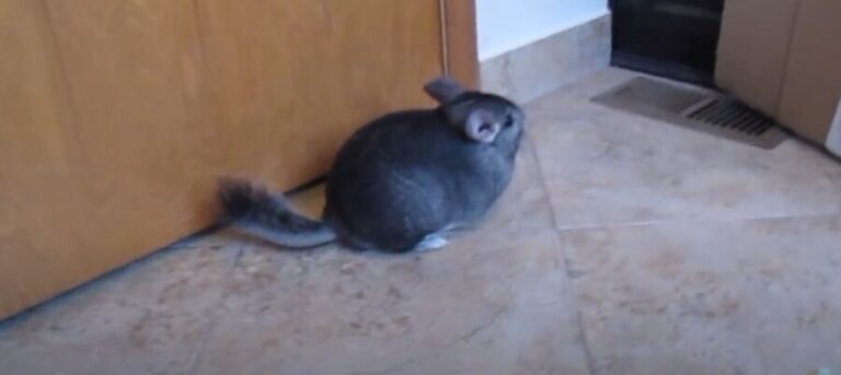 Why Does My Chinchilla Run Away From Me? {7 Ways To Help A Scared ...