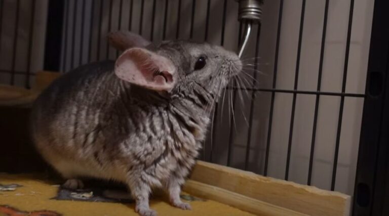 List of Everything You Need for a Chinchilla {Essential vs. Optional ...