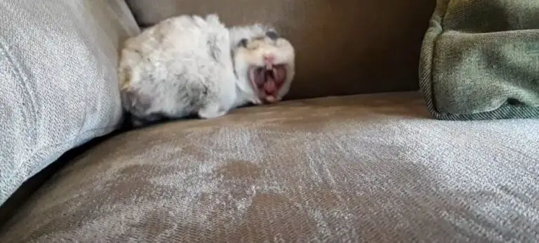 Why Does My Hamster Keep Yawning? {6 Reasons Why Hamsters Yawn ...