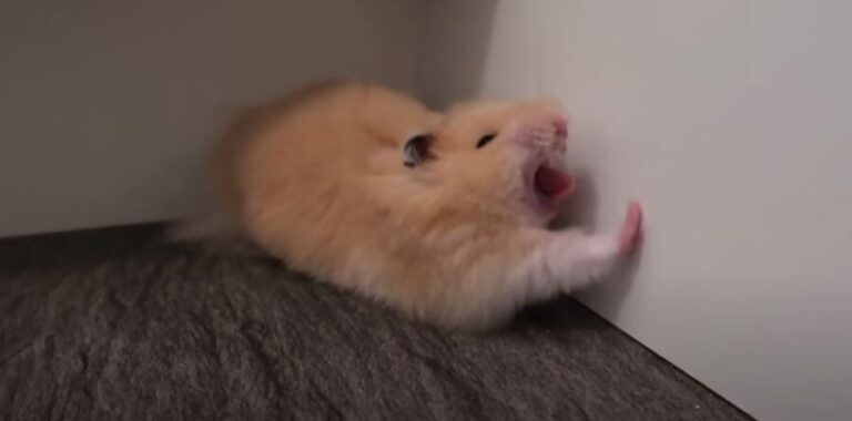 Why Does My Hamster Keep Yawning? {6 Reasons Why Hamsters Yawn ...