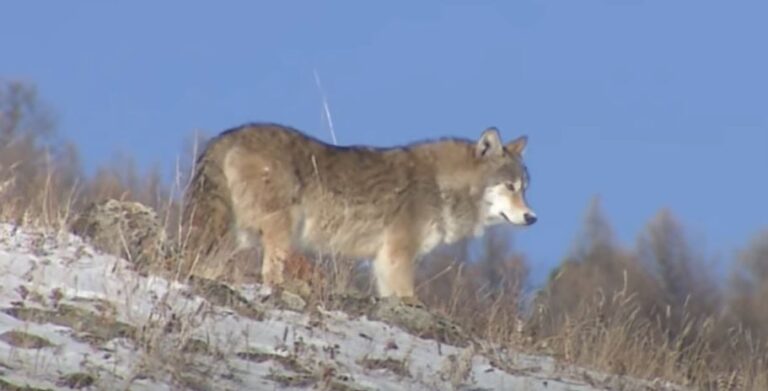 Do Wolves Eat Rabbits? {Top 5 Ways to Protect Your Rabbit From Wolves ...