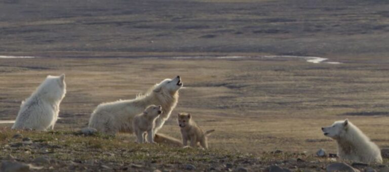 Do Wolves Eat Rabbits? {Top 5 Ways to Protect Your Rabbit From Wolves ...