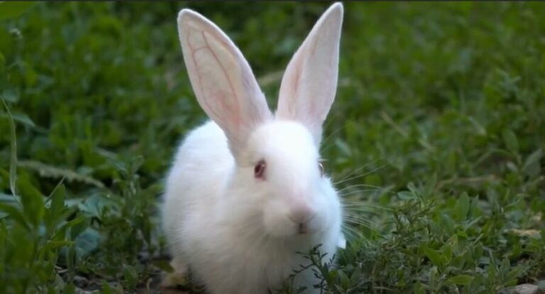 Do Wolves Eat Rabbits? {Top 5 Ways to Protect Your Rabbit From Wolves ...