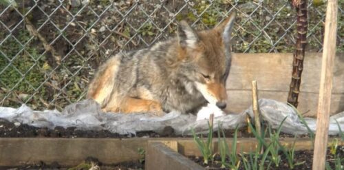 Do Coyotes Eat Rabbits? {Which is Faster?} - Pocket Pet Central