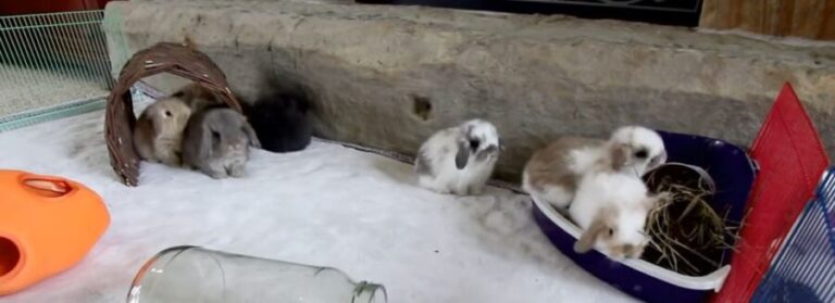 Do Baby Bunnies Need Heat Lamps? {Dangers, Risks & Alternatives ...