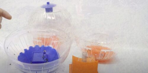 Do Rabbits Like Exercise Balls & Wheels? {How They Could Hurt Your ...