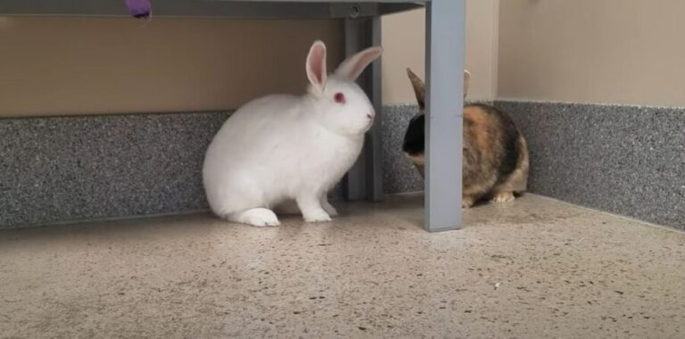 Do Rabbits Like Exercise Balls & Wheels? {How They Could Hurt Your ...