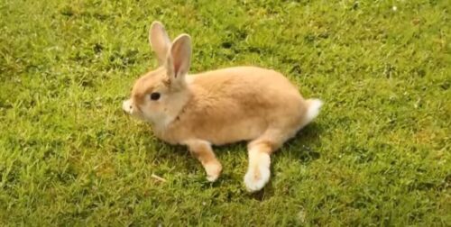 Splayed Legs in Rabbits {Treatment & Causes} - Pocket Pet Central