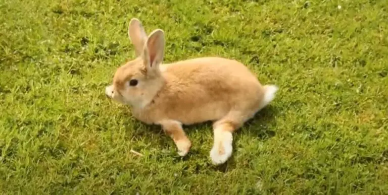 Splayed Legs in Rabbits {Treatment & Causes} - Pocket Pet Central