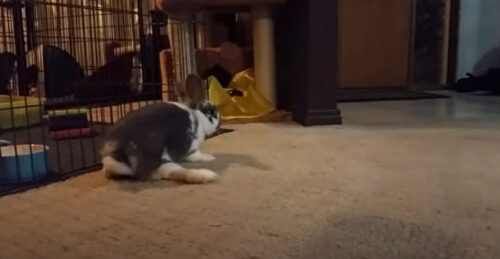 Splayed Legs in Rabbits {Treatment & Causes} - Pocket Pet Central