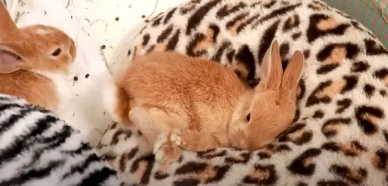 Splayed Legs in Rabbits {Treatment & Causes} - Pocket Pet Central