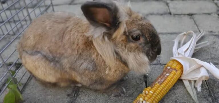 How Long Can Rabbits Go Without Food and Water? {Signs & Symptoms To ...