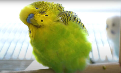 Signs Your Budgie Is Dying Slowly {9 Signs To Watch Out For} - Pocket ...