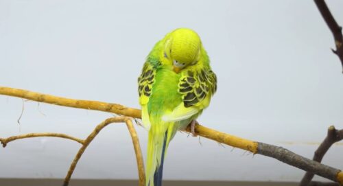 Signs Your Budgie Is Dying Slowly {9 Signs To Watch Out For} - Pocket ...