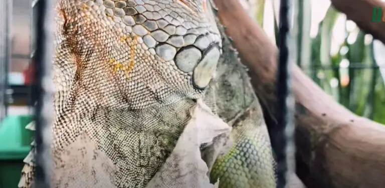 Do Iguanas Shed Their Skin? {Shedding Care For Your Reptile} - Pocket ...