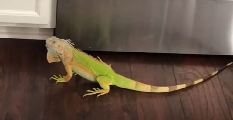 Does Iguanas Tails Grow Back? {Care Guide And What To Do Next} - Pocket ...