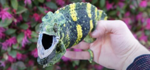 Do Chameleons Bite Humans? {Why I Got Bit} - Pocket Pet Central
