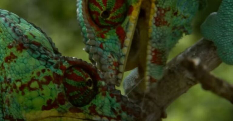 Are Chameleons Aggressive? {7 Warning Signs} - Pocket Pet Central