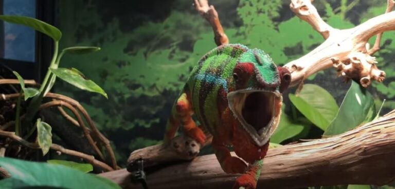 Do Chameleons Yawn? {Yawning, Jawing, Gaping & Shaking Explained ...