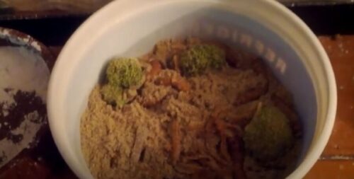 How to Gut Loading Mealworms for Leopard Geckos {Do You Have To ...