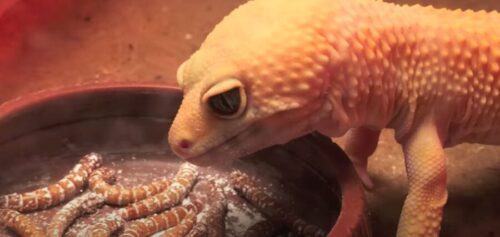 How to Gut Loading Mealworms for Leopard Geckos {Do You Have To ...