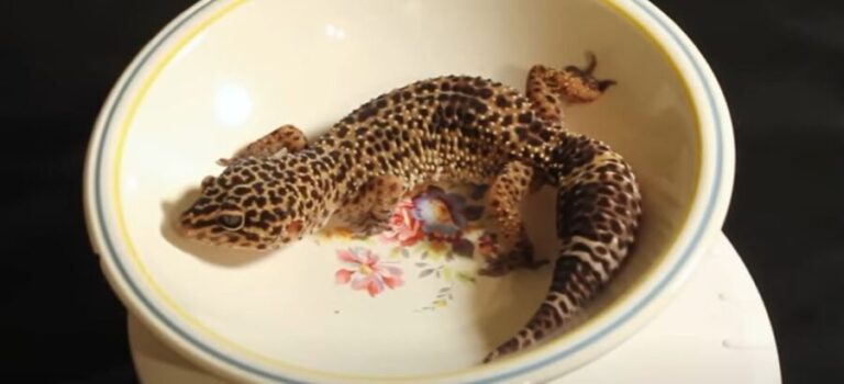 Leopard Gecko Brumation {Follow These 12 Steps} - Pocket Pet Central