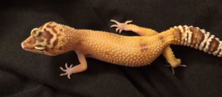 Leopard Gecko Brumation {Follow These 12 Steps} - Pocket Pet Central