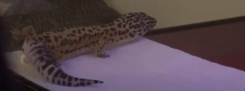 Leopard Gecko White Poop {Is It Healthy? Find Out Here} - Pocket Pet ...