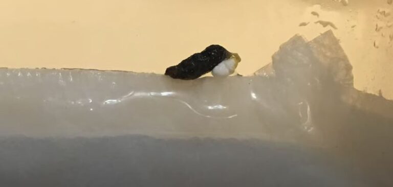 Leopard Gecko White Poop {Is It Healthy? Find Out Here} - Pocket Pet ...