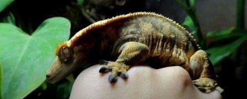 Can a Gecko Change Colors? {Our Top 7 Color Changers Explained ...