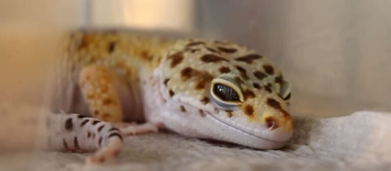 How Long, When and Where Do Geckos Sleep? {Telltale Signs & Facts You Should Know} - Pocket Pet ...