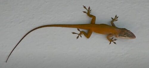 Can a Gecko Change Colors? {Our Top 7 Color Changers Explained ...