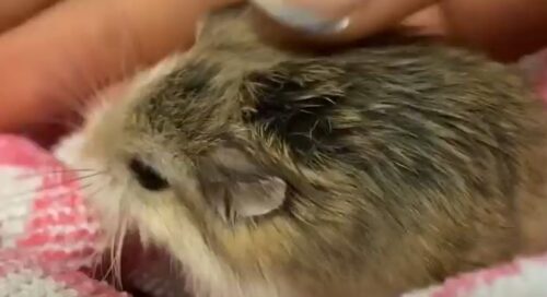 How to Treat a Hamster Wound {Do This Now To Save A Trip To The Vet ...