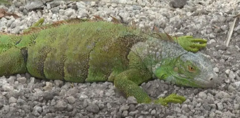 At What Temperature Do Iguanas Die? {Frozen Iguana Warning} - Pocket ...