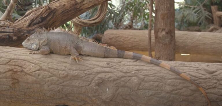 Do Iguanas Pee? {Mystery Solved} - Pocket Pet Central