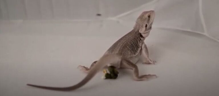Does Bearded Dragon Poop Smell? {Are Bearded Dragons Smelly?} - Pocket ...