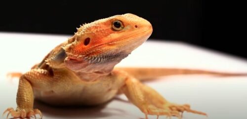 Bearded Dragon Poop Green and Watery {Healthy Poop vs. Unhealthy ...