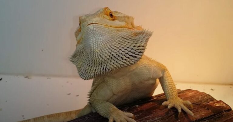Bearded Dragon Defense Mechanism {8 Ways They Defend Themselves ...