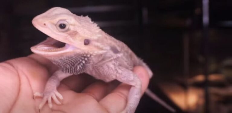 Do Bearded Dragons Have Emotions? {Can They Sense Yours?} - Pocket Pet ...