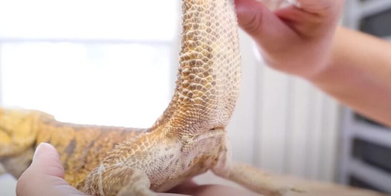 Do Female Bearded Dragons Have Periods? {Causes of Internal Bleeding ...