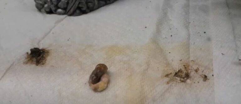 Does Bearded Dragon Poop Smell? {Are Bearded Dragons Smelly?} - Pocket ...