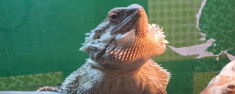 Bearded Dragon Fat Neck {7 Reasons Why Bearded Dragons Have Beards ...